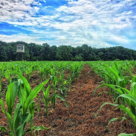 How to Plant a Hunting Plot for Bow Hunting Deer – Muddy Outdoors