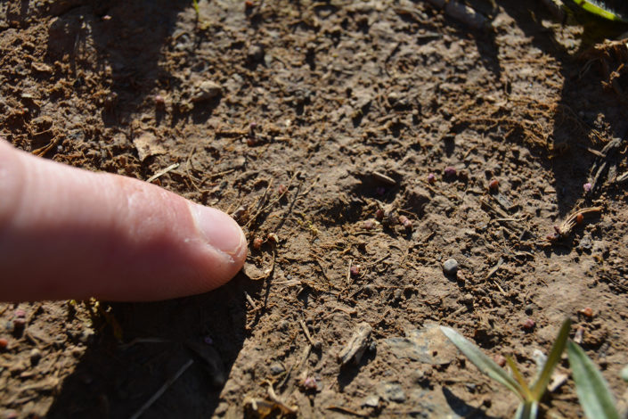 The Power of Perennials | Spring Food Plots | Muddy Outdoors