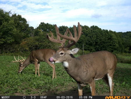 Summer Checklist | Are You Ready For Deer Season? – Muddy Outdoors