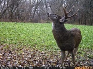 4 of the Best Fall Food Plot Setups | Muddy Outdoors