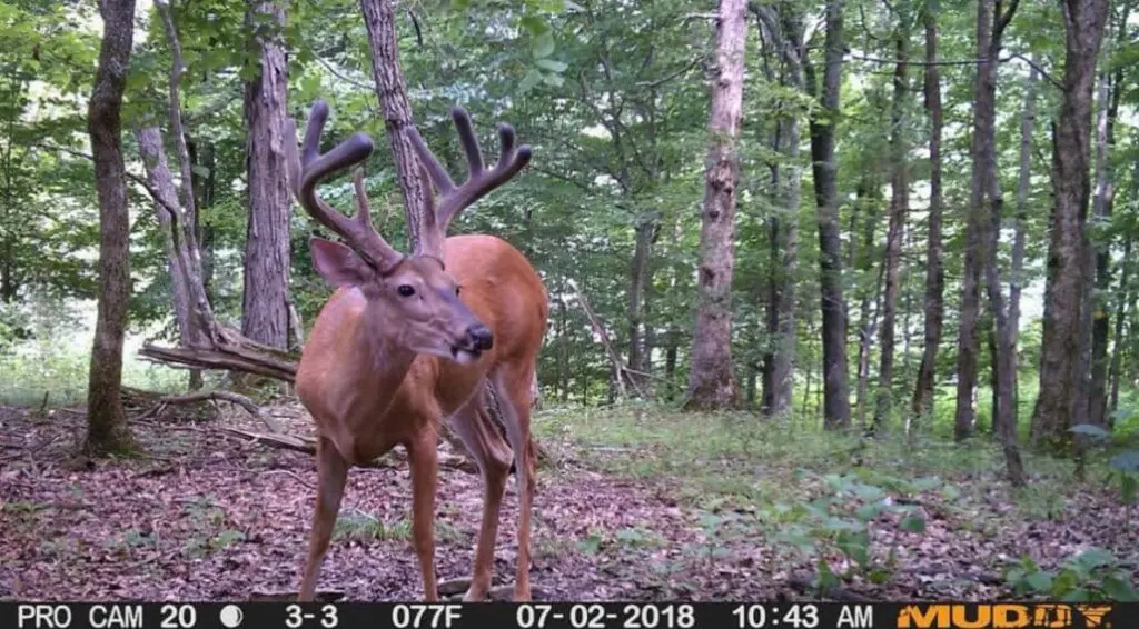 Muddy’s Trail Camera Schedule | Setups, Tips, Settings, and More ...